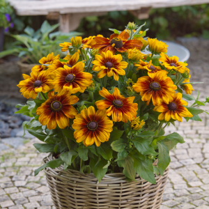 Luna - Bull Plant Genetics