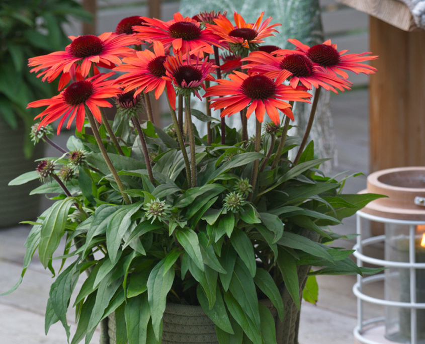 SUNMAGIC - Bull Plant Genetics