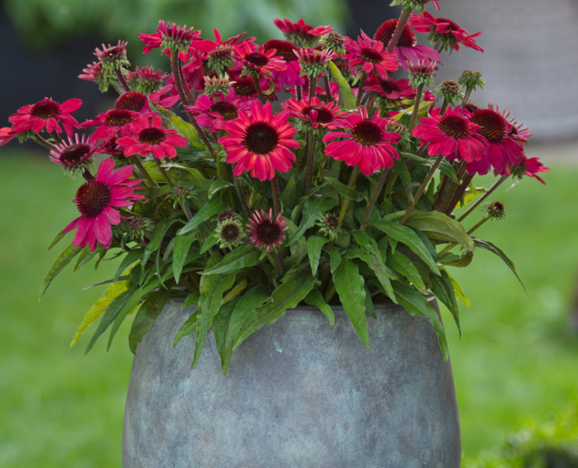 SUNMAGIC - Bull Plant Genetics