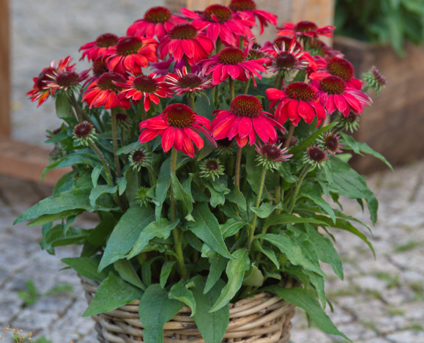 SUNMAGIC - Bull Plant Genetics