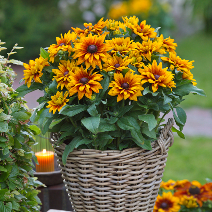 Carla - Bull Plant Genetics