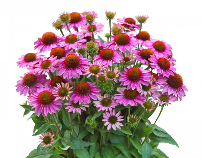 SUNMAGIC - Bull Plant Genetics