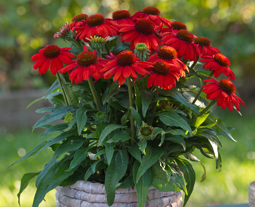 SUNMAGIC - Bull Plant Genetics