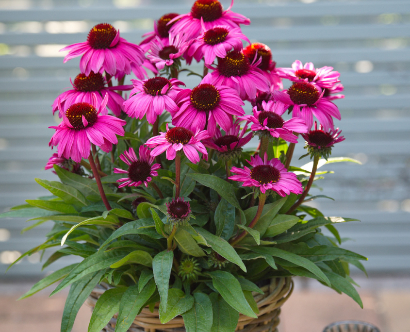 SUNMAGIC - Bull Plant Genetics