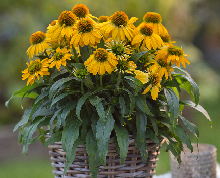 SUNMAGIC - Bull Plant Genetics