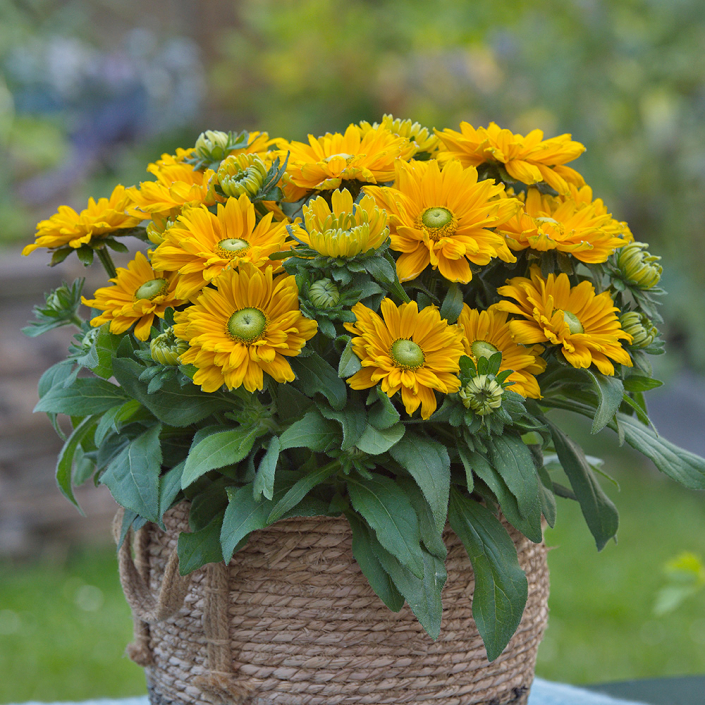 Emma - Bull Plant Genetics