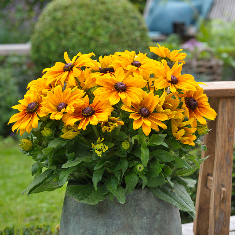 Marilyn - Bull Plant Genetics